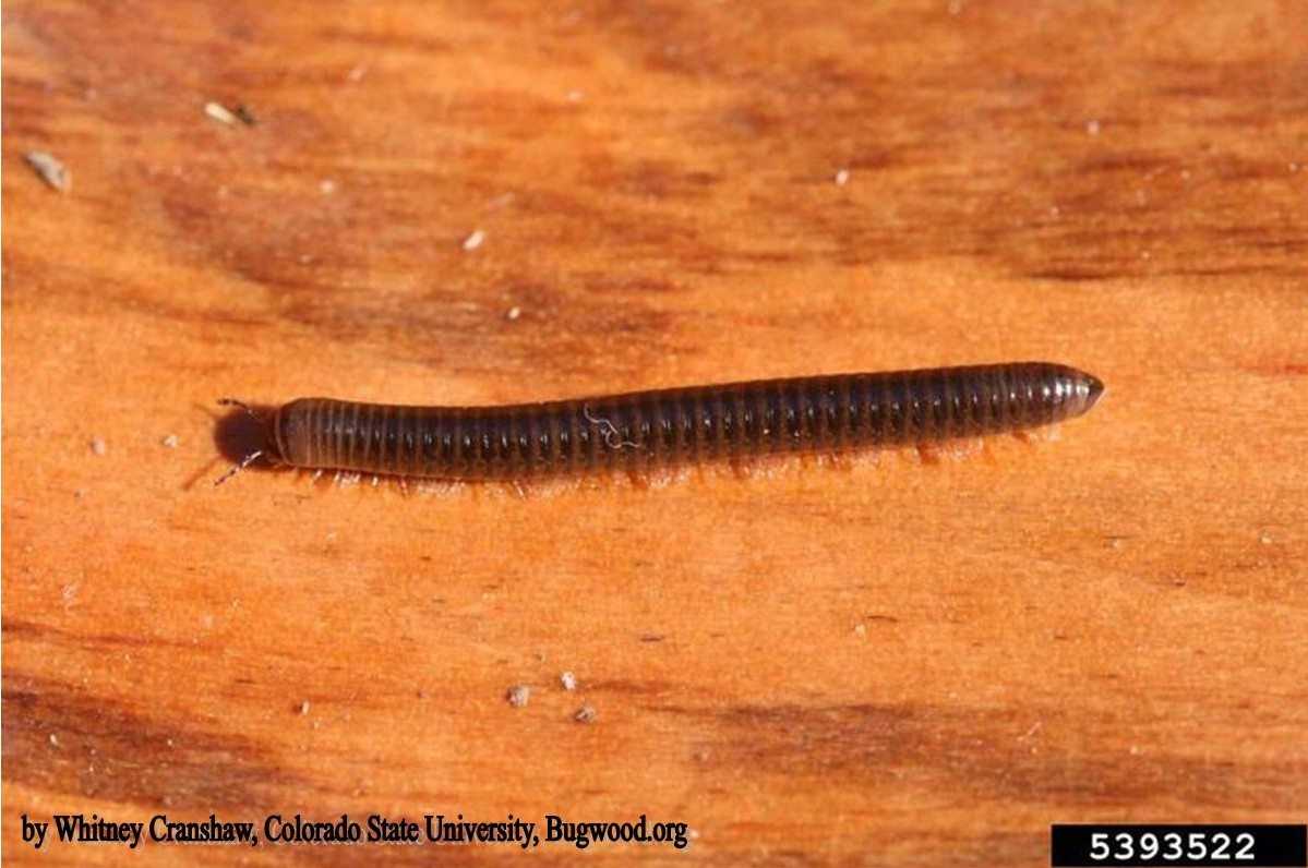 Can Pest Control Kill Millipedes? | Responsible Pest Control