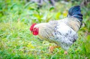 Chicken Pest Control | Pest Control