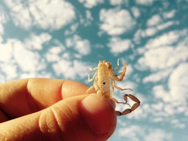 Do Scorpions Lay Eggs? | Responsible Pest Control