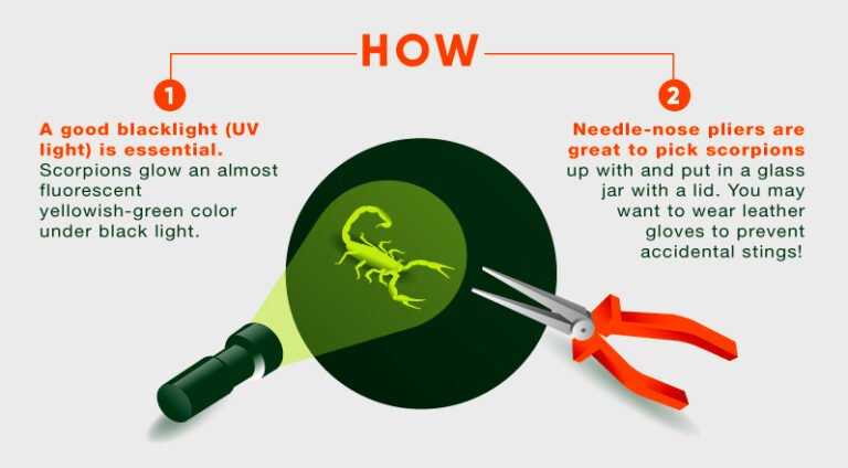 Living in Scorpion Territory - Responsible Pest & Scorpion Control
