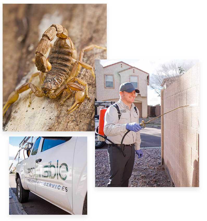 Where do Scorpions Go in the Winter? | Responsible Pest Control