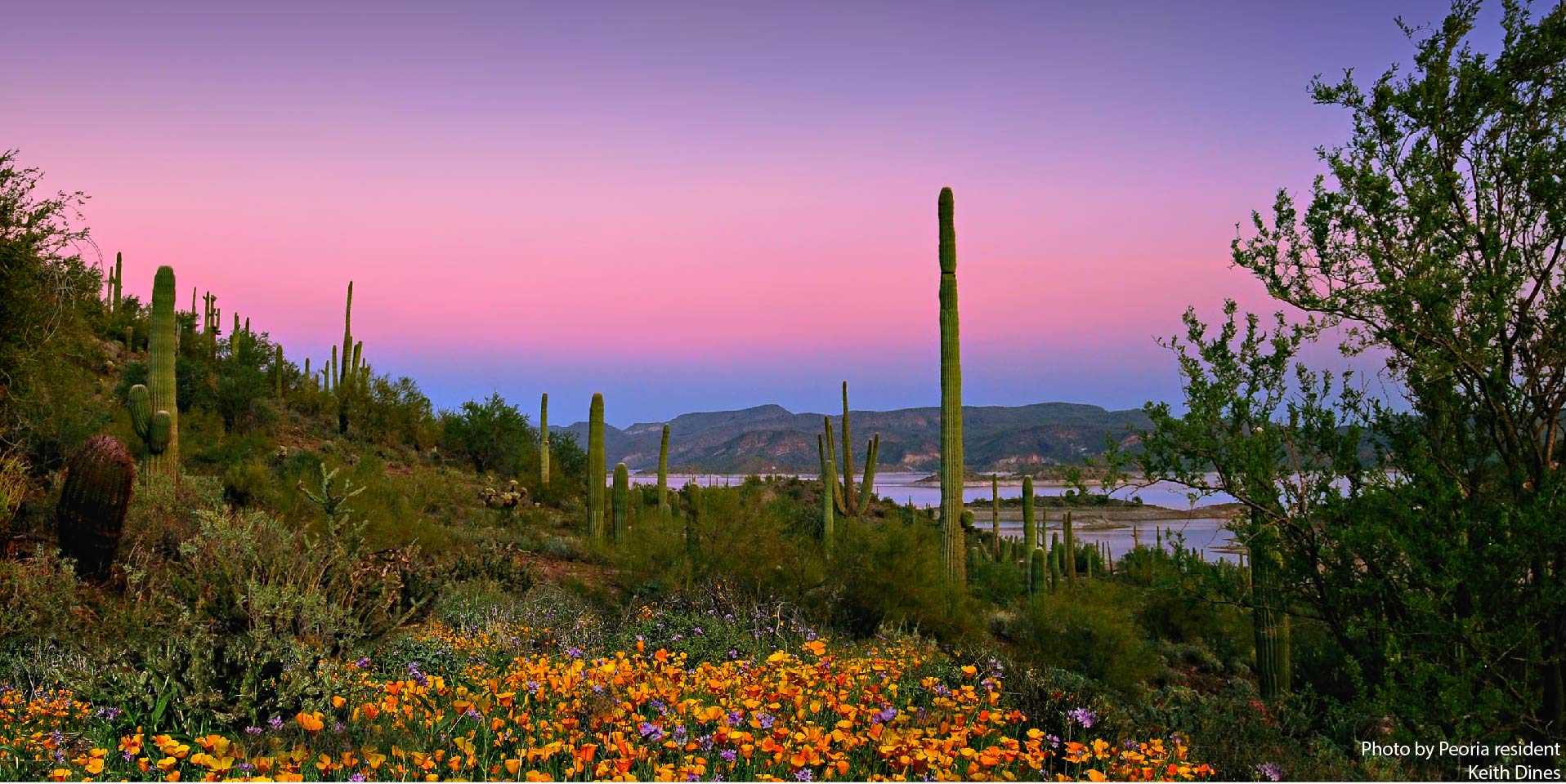 Pest Control Peoria, AZ | Exterminator Peoria, AZ | Responsible Pest ...