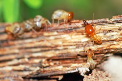 Early Warning Signs of a Termite Problem | Responsible Pest