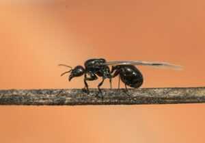 What Types of Termites Live in Arizona? | Responsible Pest