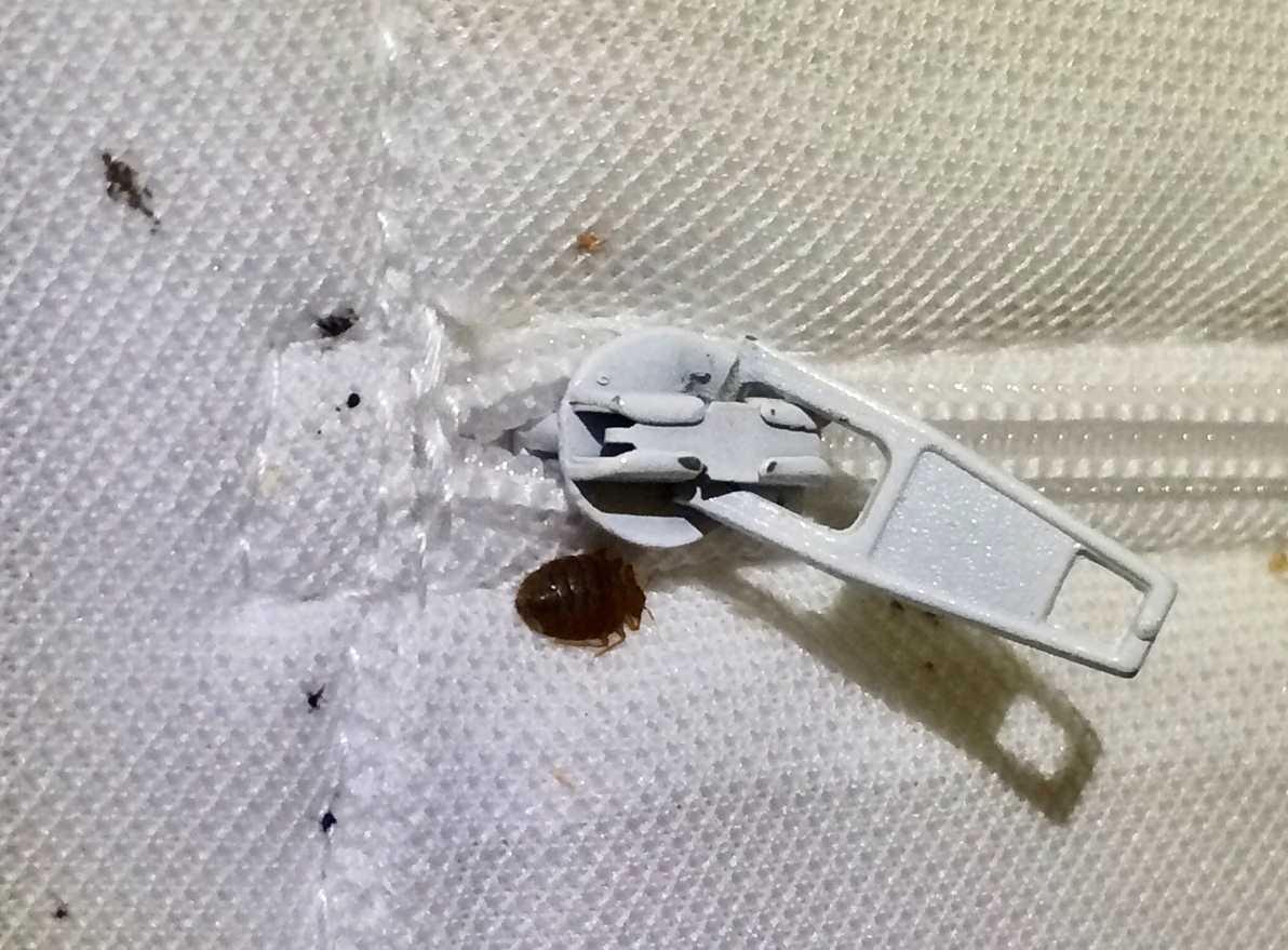 Why Diy Bed Bug Control Doesn T Work