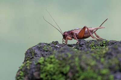 Understanding Crickets: Fascinating Facts and Their Role.