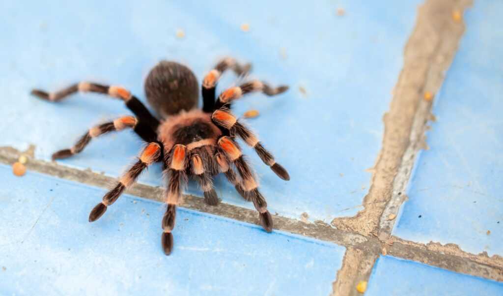 Are Tarantulas Poisonous? Understanding Their Risks and Effects